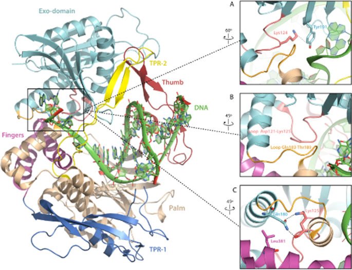 New insights into the coordination between the polymerization and 3′-5 ...