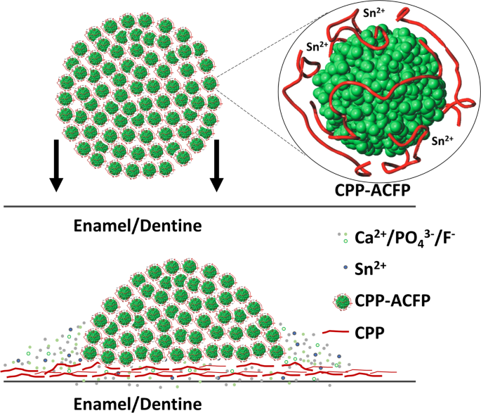 Self-assembly of dental surface nanofilaments and remineralisation by ... Self-assembly of dental surface nanofilaments and remineralisation by ...