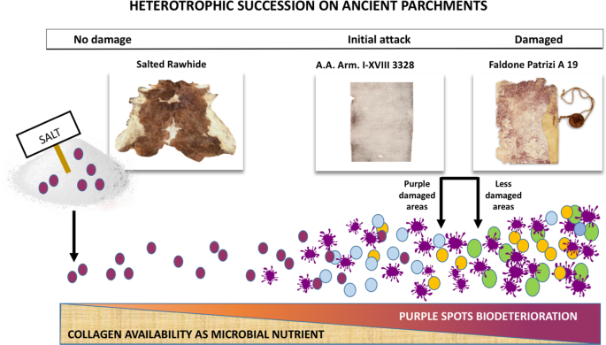 Three ancient documents solve the jigsaw of the parchment purple spot ...