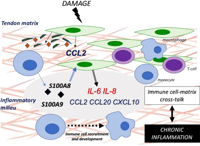 S100A8 & S100A9: Alarmin mediated inflammation in tendinopathy | Scientific Reports