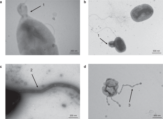Genomic analyses of two Alteromonas stellipolaris strains reveal traits ...