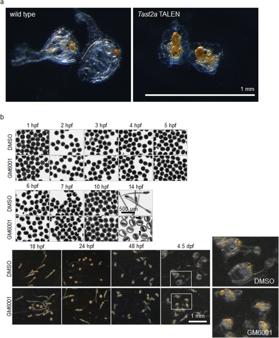 The role of metalloproteases in fertilisation in the ascidian Ciona ...