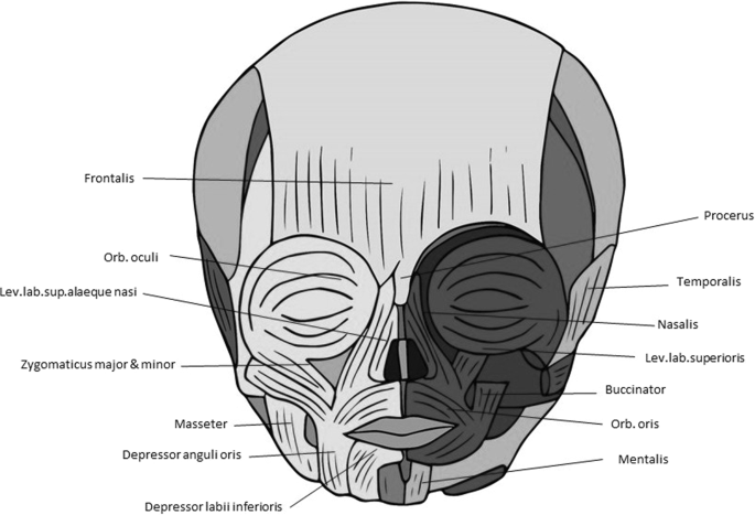 Musculoskeletal study of cebocephalic and cyclopic lamb heads ...