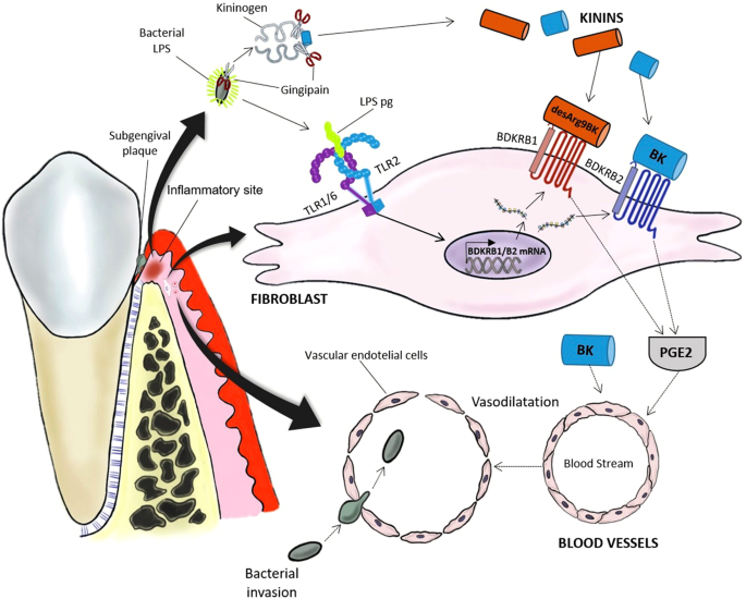 Activation of Toll-like receptor 2 induces B 1 and B 2 kinin receptors ...