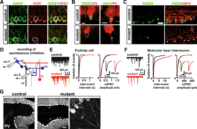 NeuroD2 controls inhibitory circuit formation in the molecular layer of ...