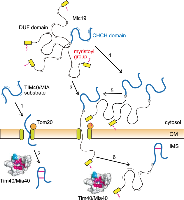 Myristoyl group-aided protein import into the mitochondrial ...