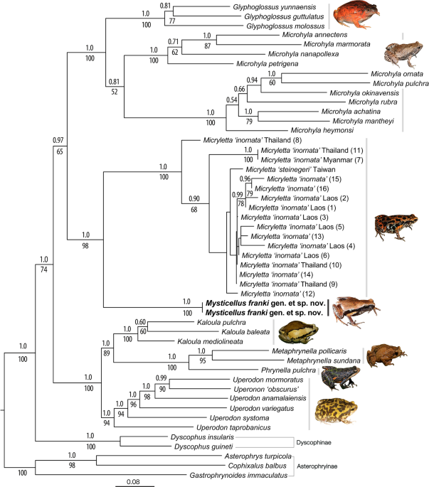 New microhylid frog genus from Peninsular India with Southeast Asian ...
