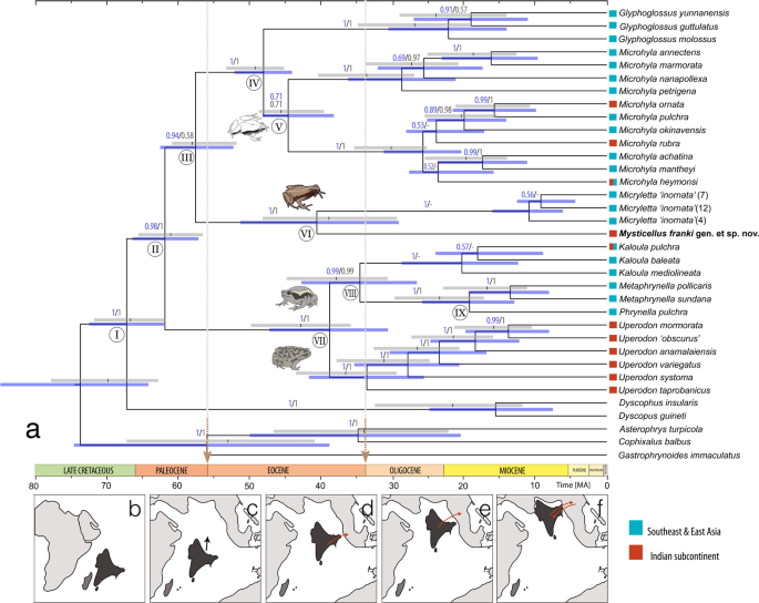 New microhylid frog genus from Peninsular India with Southeast Asian ...