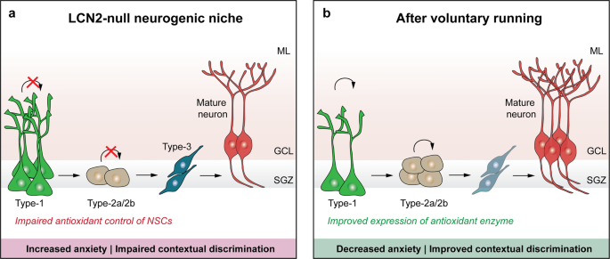 Voluntary running rescues the defective hippocampal neurogenesis and ...