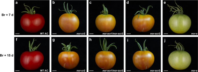 Re-evaluation of transcription factor function in tomato fruit ...