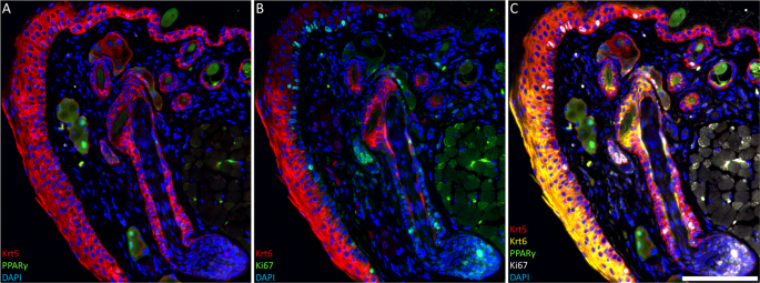 Immunofluorescence Tomography: High-resolution 3-D reconstruction by ...