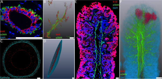 Immunofluorescence Tomography: High-resolution 3-D reconstruction by ...