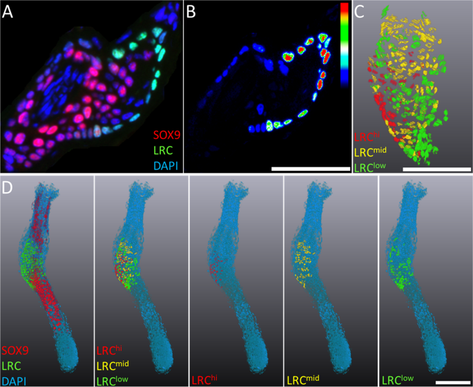 Immunofluorescence Tomography: High-resolution 3-D reconstruction by ...
