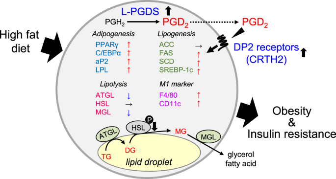 L-PGDS-produced PGD 2 in premature, but not in mature, adipocytes ...