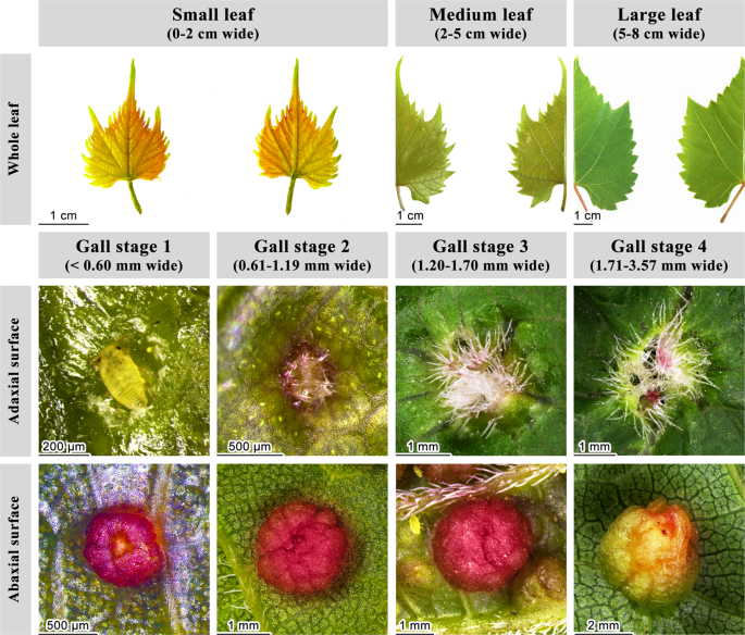 A galling insect activates plant reproductive programs during gall ...