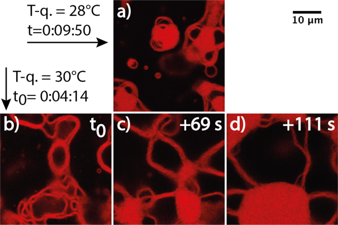 Rapid confocal imaging of vesicle-to-sponge phase droplet transition in ...