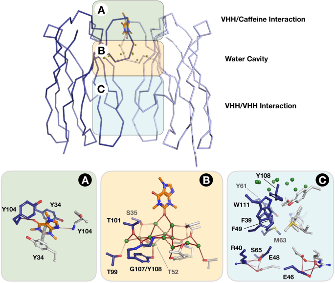 Structural basis for chemically-induced homodimerization of a single ...