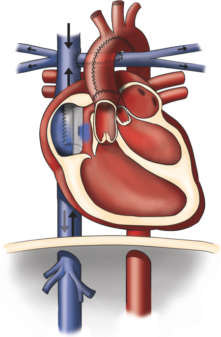 Heart beat but not respiration is the main driving force of the ...