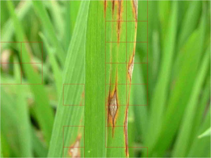 Rice Blast Disease Recognition Using a Deep Convolutional Neural ...