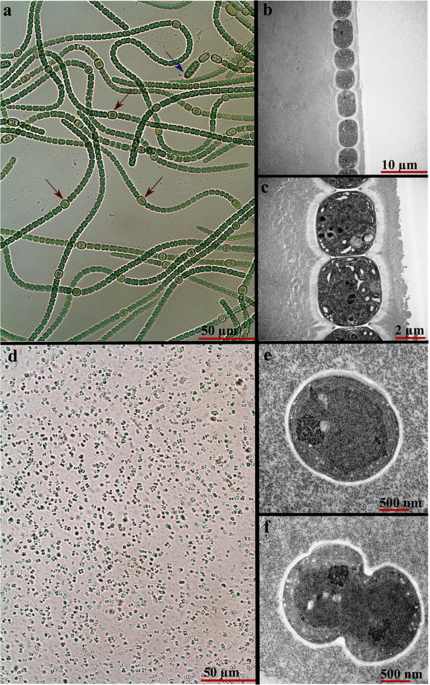 Decoupling a novel Trichormus variabilis - Synechocystis sp ...