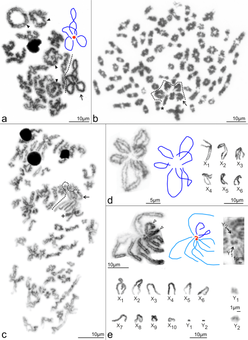 Insights into the karyotype and genome evolution of haplogyne spiders ...