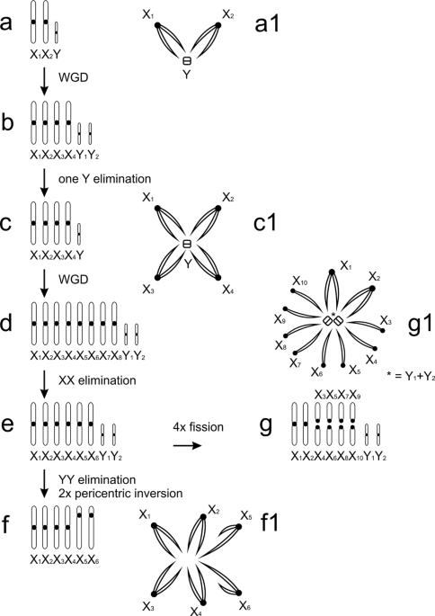 Insights into the karyotype and genome evolution of haplogyne spiders ...