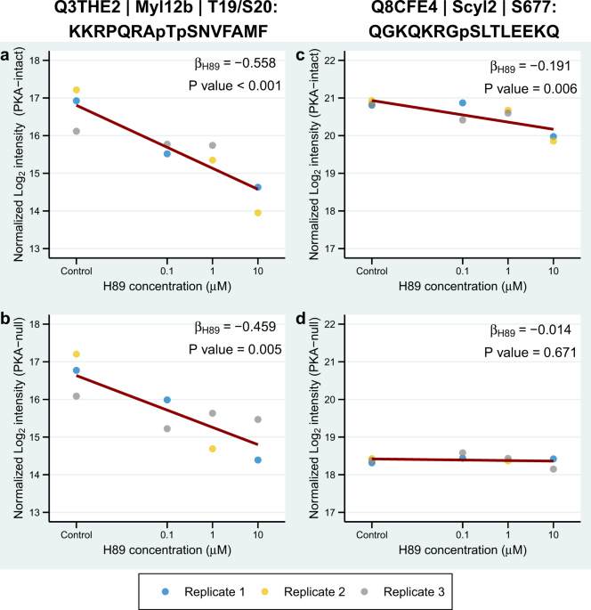 Phosphorylation Changes in Response to Kinase Inhibitor H89 in PKA-Null ...