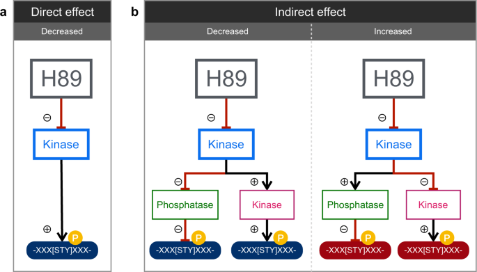 Phosphorylation Changes in Response to Kinase Inhibitor H89 in PKA-Null ...
