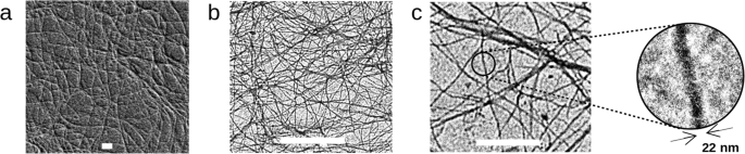 Ovalbumin Epitope SIINFEKL Self-Assembles into a Supramolecular ...