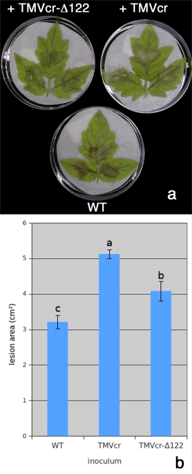 Tobacco mosaic virus infection triggers an RNAi-based response in ...