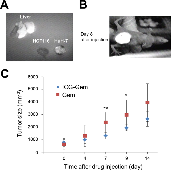 A novel liver-specific fluorescent anti-cancer drug delivery system ...