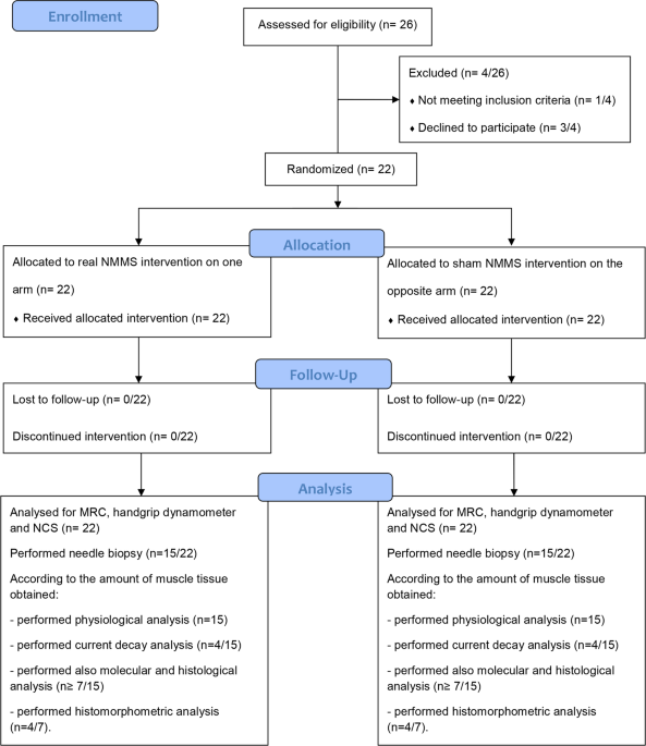 Neuromuscular magnetic stimulation counteracts muscle decline in ALS ...