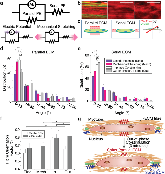Extracellular matrix remodelling induced by alternating electrical and ...
