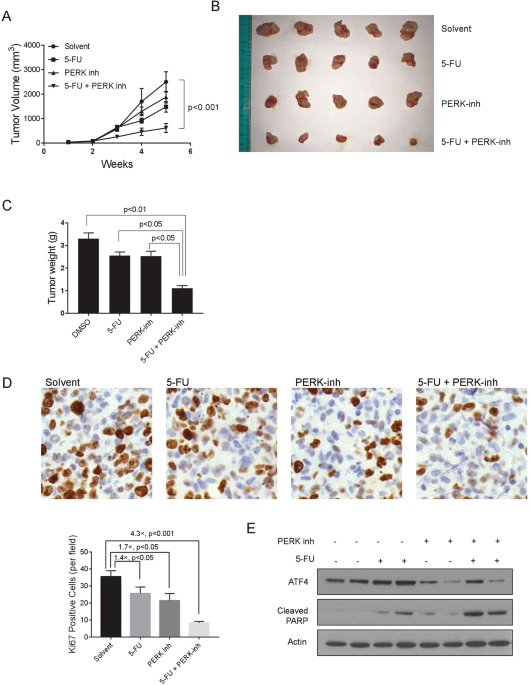 Activation of the PERK-ATF4 pathway promotes chemo-resistance in colon ...