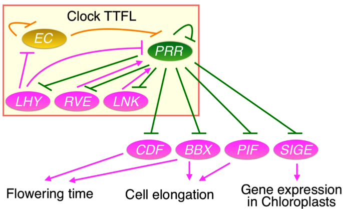 Evolutionary Insight into the Clock-Associated PRR5 Transcriptional ...