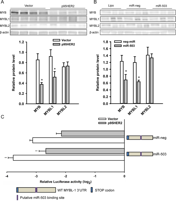 HER2 and p95HER2 differentially regulate miRNA expression in MCF-7 ...
