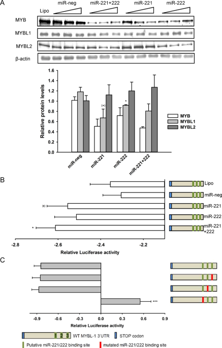 HER2 and p95HER2 differentially regulate miRNA expression in MCF-7 ...