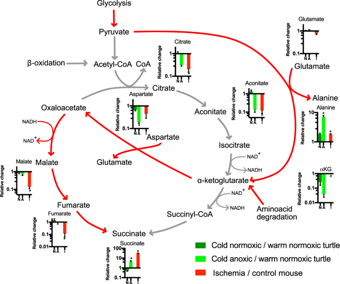 Metabolic adaptations during extreme anoxia in the turtle heart and ...