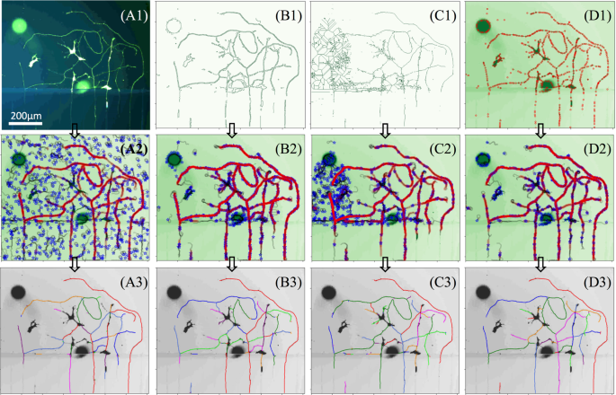 Random-Reaction-Seed Method for Automated Identification of Neurite ...
