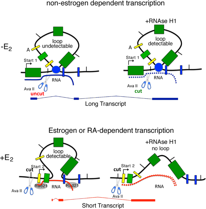 RNA Stabilizes Transcription-Dependent Chromatin Loops Induced By ...