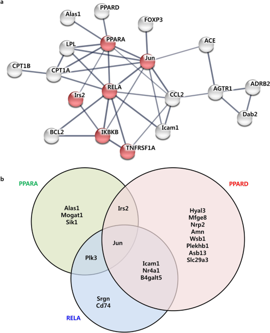 Connectivity mapping of angiotensin-PPAR interactions involved in the ...