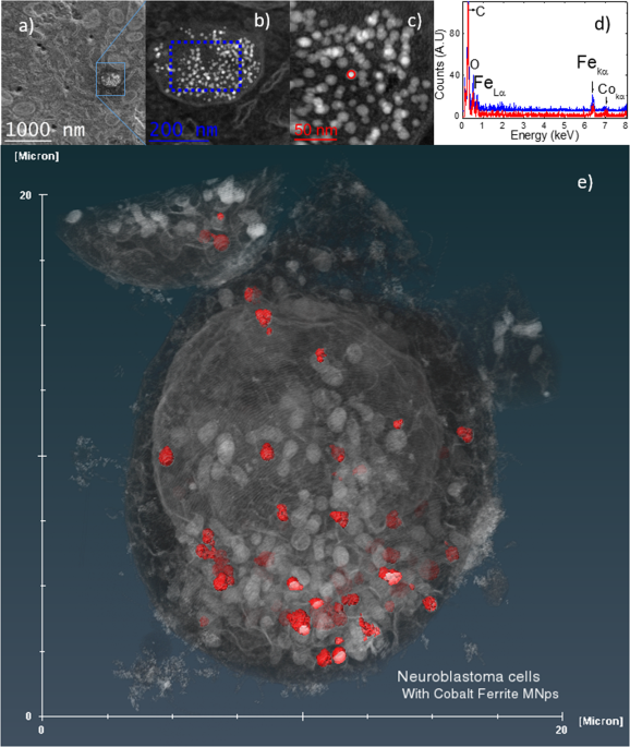 The relevance of Brownian relaxation as power absorption mechanism in Magnetic Hyperthermia ...