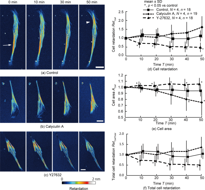 Photoelasticity-based evaluation of cellular contractile force for ...
