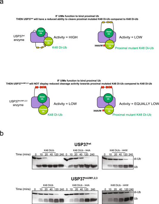 The ubiquitin interacting motifs of USP37 act on the proximal Ub of a ...