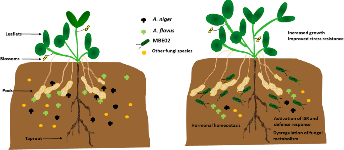 A halotolerant growth promoting rhizobacteria triggers induced systemic ...
