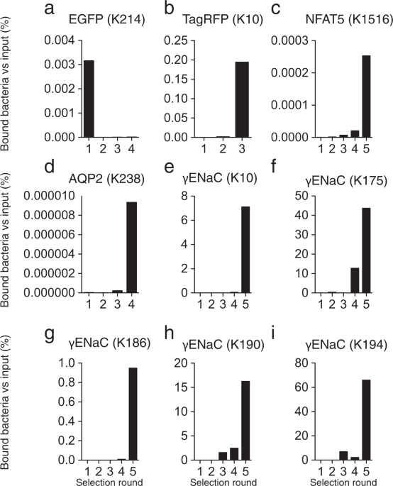 A bacterial display system for effective selection of protein-biotin ...