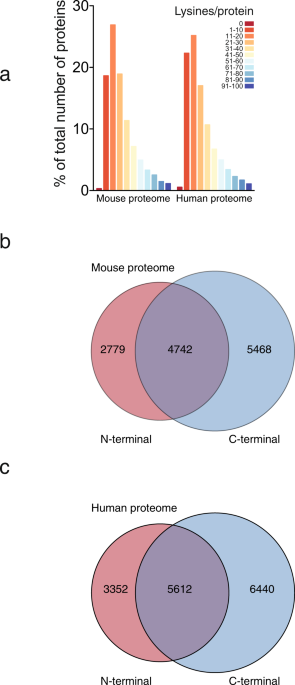 A bacterial display system for effective selection of protein-biotin ...