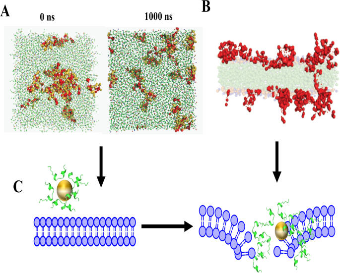 A Peptide-Nanoparticle System with Improved Efficacy against Multidrug ...