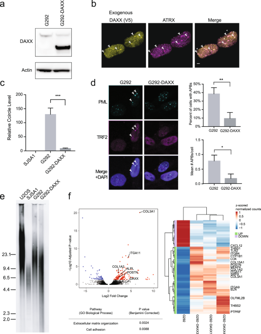 Rapid and reversible suppression of ALT by DAXX in osteosarcoma cells ...