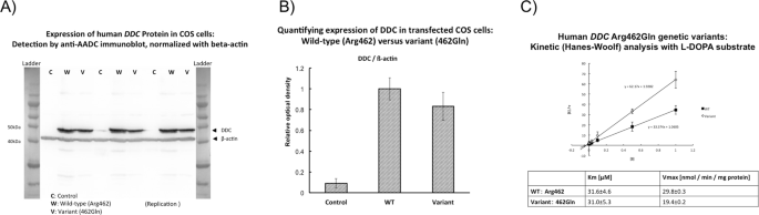 A new common functional coding variant at the DDC gene change renal ...